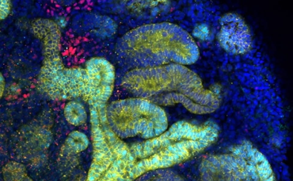 Laboratories - Graduate School of Biostudies, Kyoto University